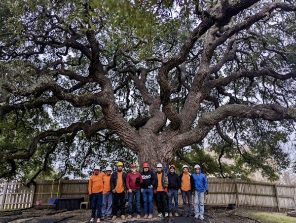 How to Trim a Live Oak Tree - Good Guys Tree Service - Tree Trimming ...