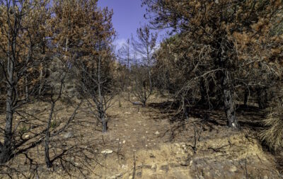 How to Trim a Live Oak Tree - Good Guys Tree Service - Tree Trimming ...