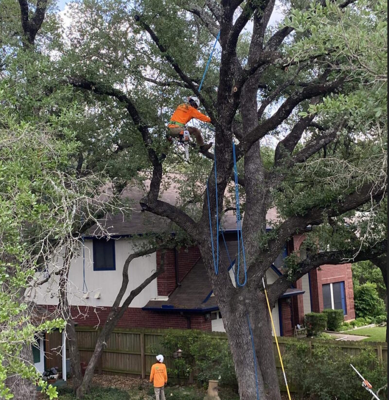 How to Trim a Live Oak Tree - Good Guys Tree Service - Tree Trimming ...