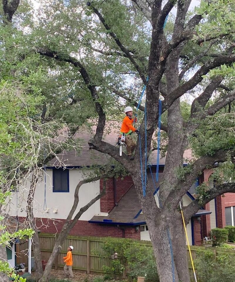 Good Guys Tree Service - Tree Trimming Austin TX