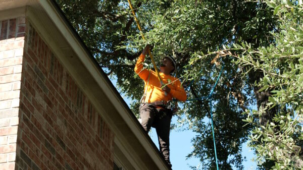 How to Trim a Live Oak Tree - Good Guys Tree Service - Tree Trimming ...