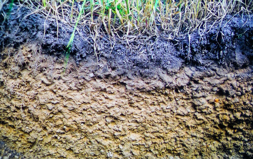 Good Guys Tree Service - Tree Trimming Austin TX