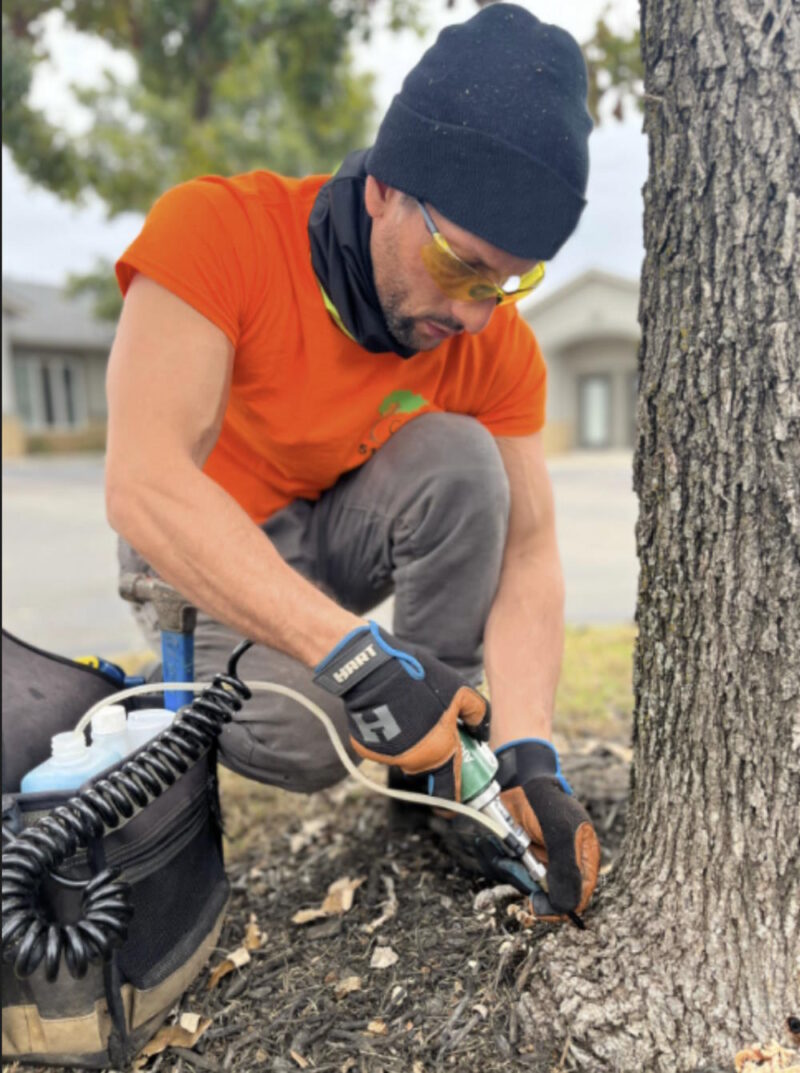 Tree Health & Tree Care - Good Guys Tree Service - Tree Trimming Austin TX