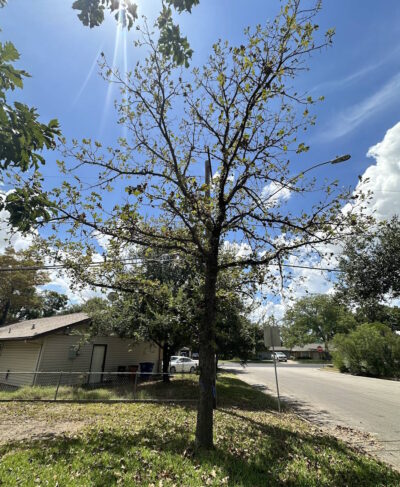 When Summer Heat Takes Its Toll: Understanding Heat Stress and Drought ...